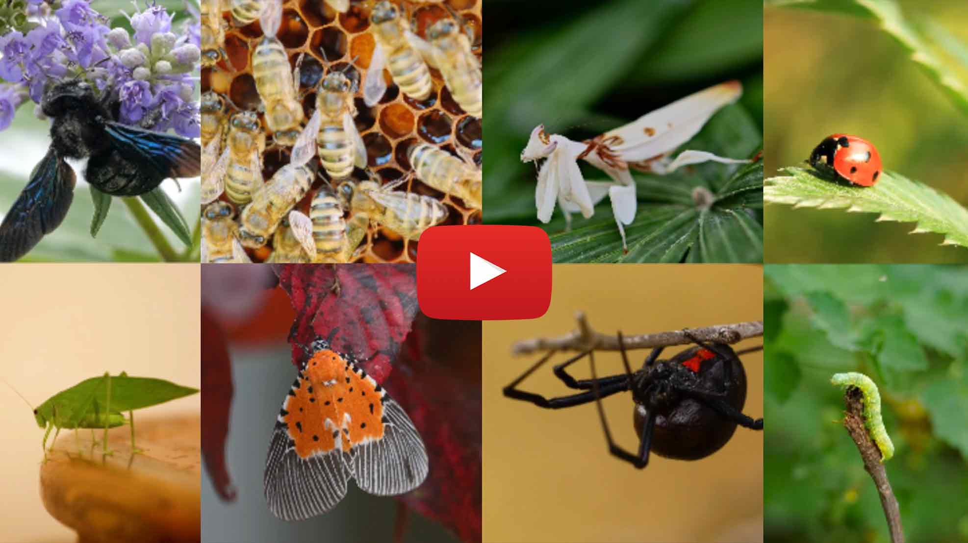 A is for Aphid: The Beginner’s Guide to Common Bugs - Bugpapa